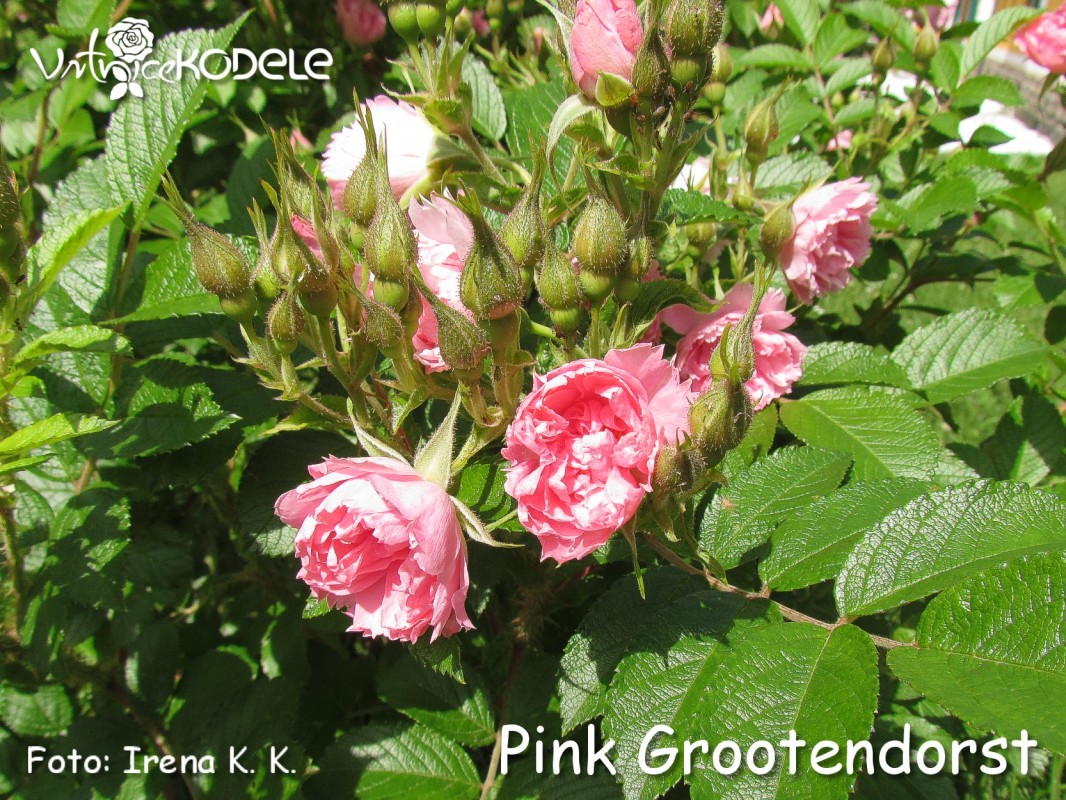Pink Grootendorst
