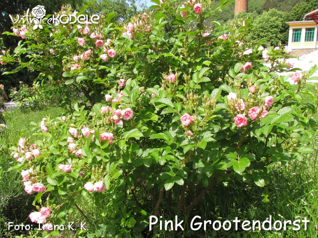 Pink Grootendorst