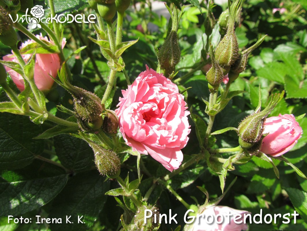 Pink Grootendorst