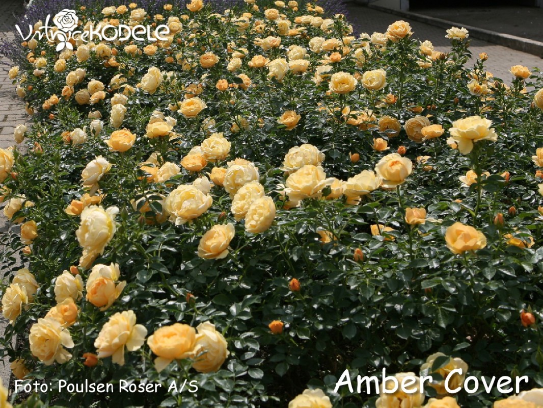 Amber Cover