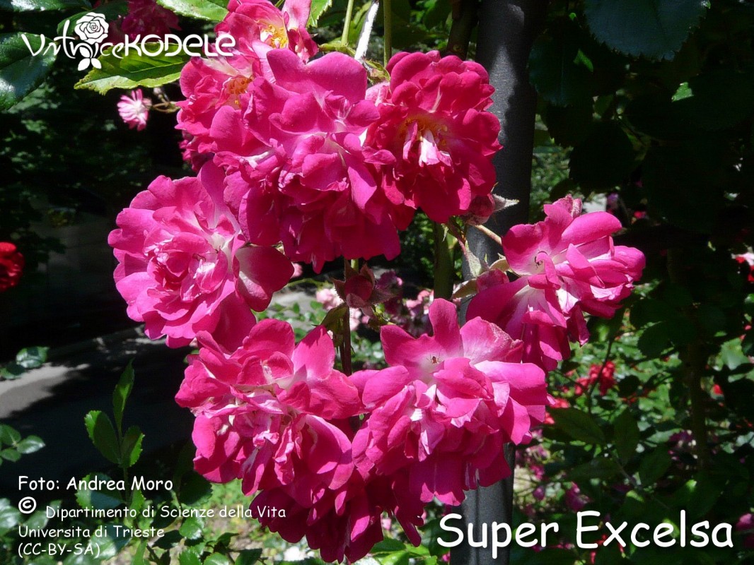 Super Excelsa