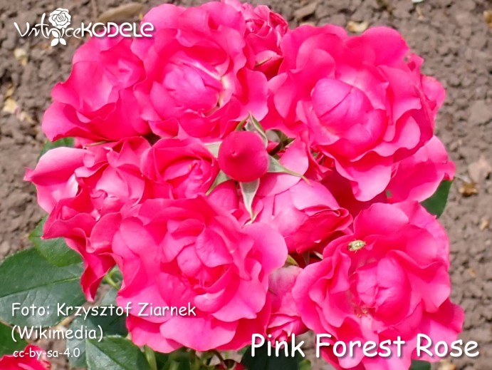 Pink Forest Rose